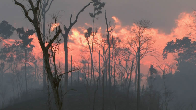 Nos Animaux, le Soja et la Déforestation de l’Amazonie Nos Animaux, le Soja et la Déforestation de l’Amazonie
