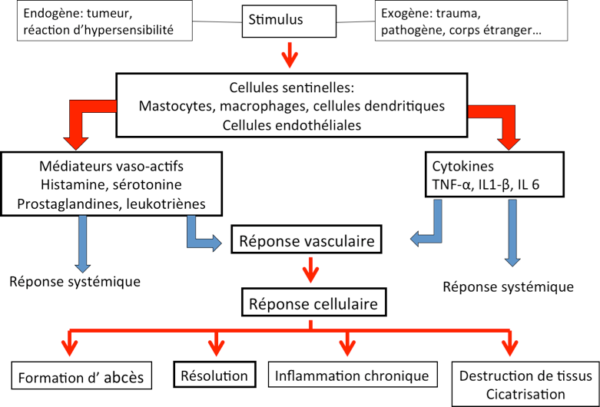La résolution de l'inflammation - Arcanatura La résolution de l'inflammation - Arcanatura