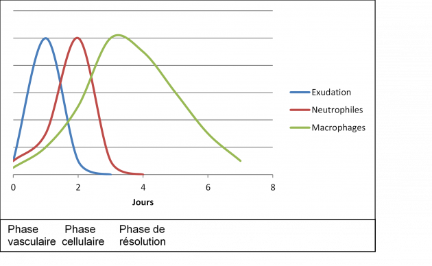 La résolution de l'inflammation - Arcanatura La résolution de l'inflammation - Arcanatura
