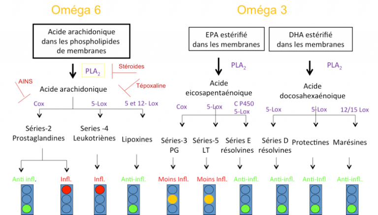 La résolution de l'inflammation - Arcanatura La résolution de l'inflammation - Arcanatura