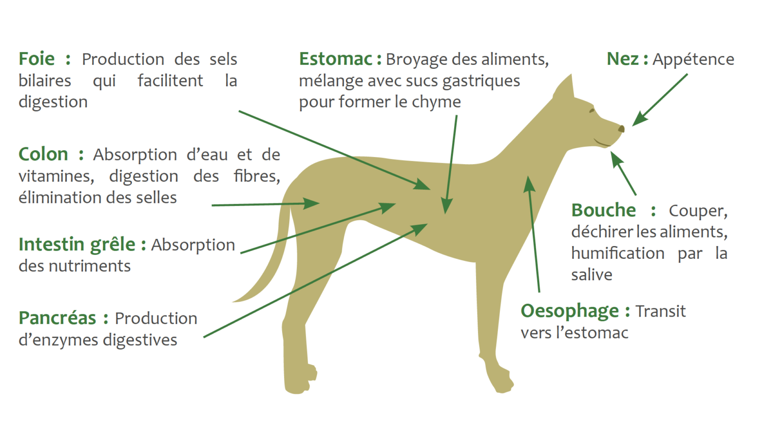 La digestion chez le chien et le chat - Arcanatura